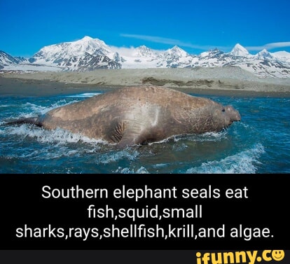 Krill memes. Best Collection of funny Krill pictures on iFunny
