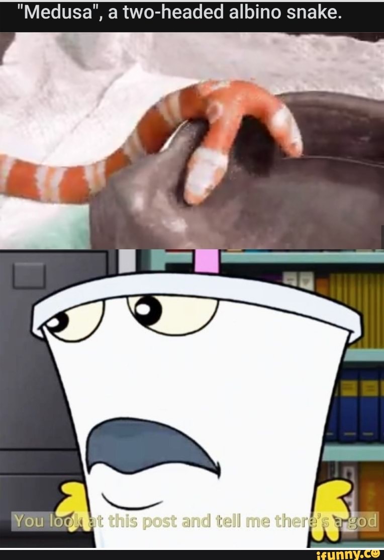 "Medusa', a two-headed albino snake. - iFunny
