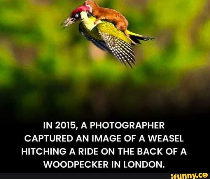 Weasel memes. Best Collection of funny Weasel pictures on iFunny