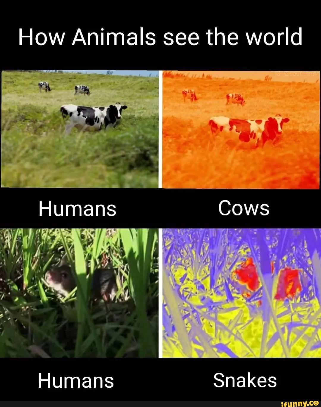 How Animals see the world Humans Cows of Humans Snakes - iFunny