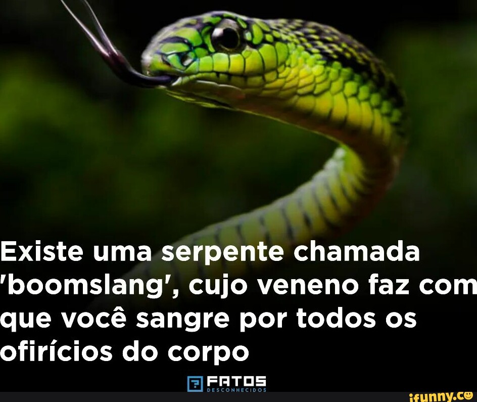 Existe uma serpente chamada 'boomslang', cujo veneno faz com que você ...