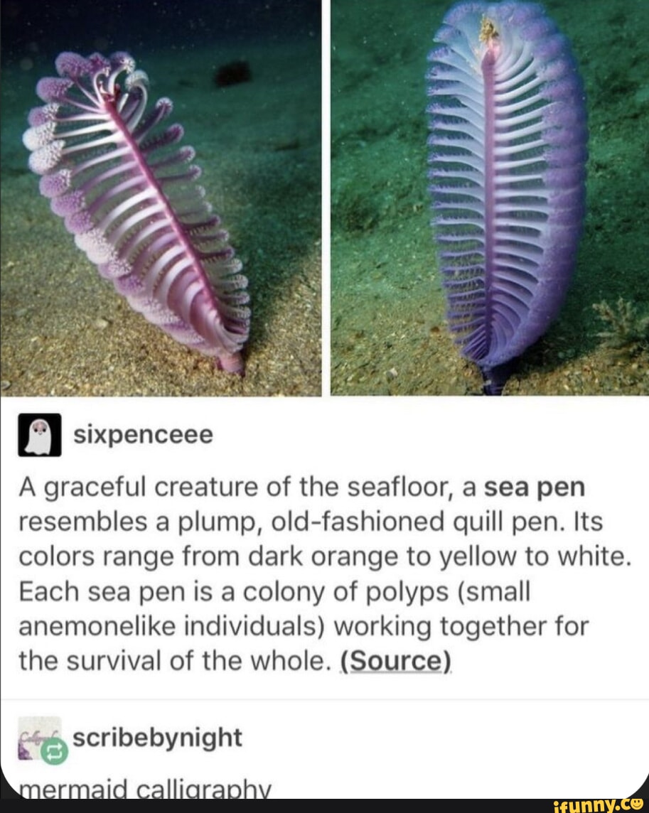 Polyps memes. Best Collection of funny Polyps pictures on iFunny