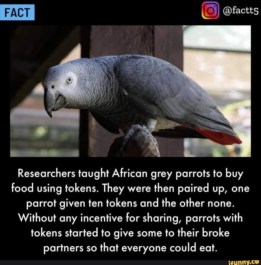 FACT Researchers taught African grey parrots to buy food using tokens ...