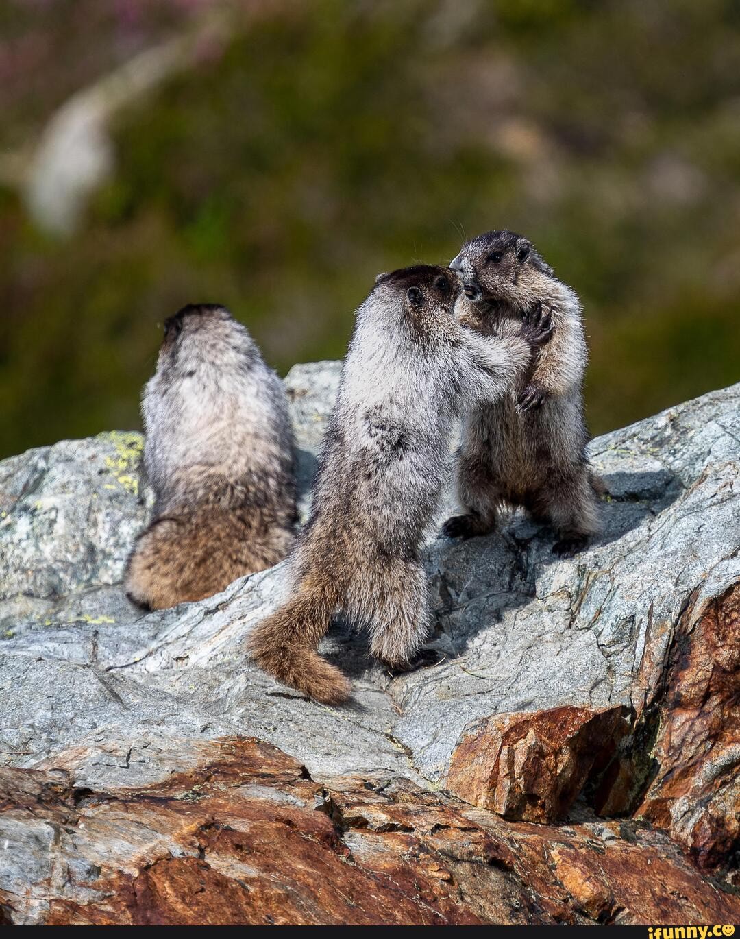 Marmots memes. Best Collection of funny Marmots pictures on iFunny