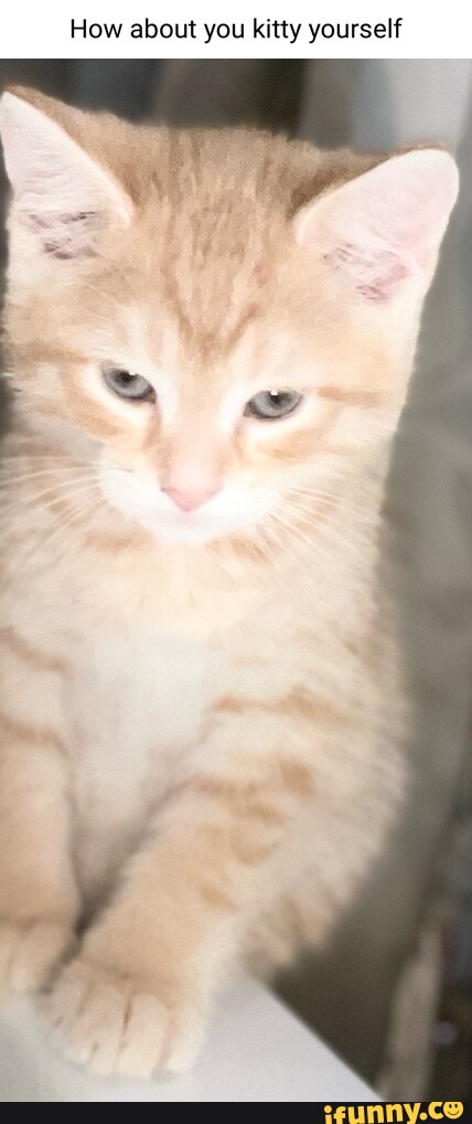 Ginger_cat memes. Best Collection of funny Ginger_cat pictures on iFunny