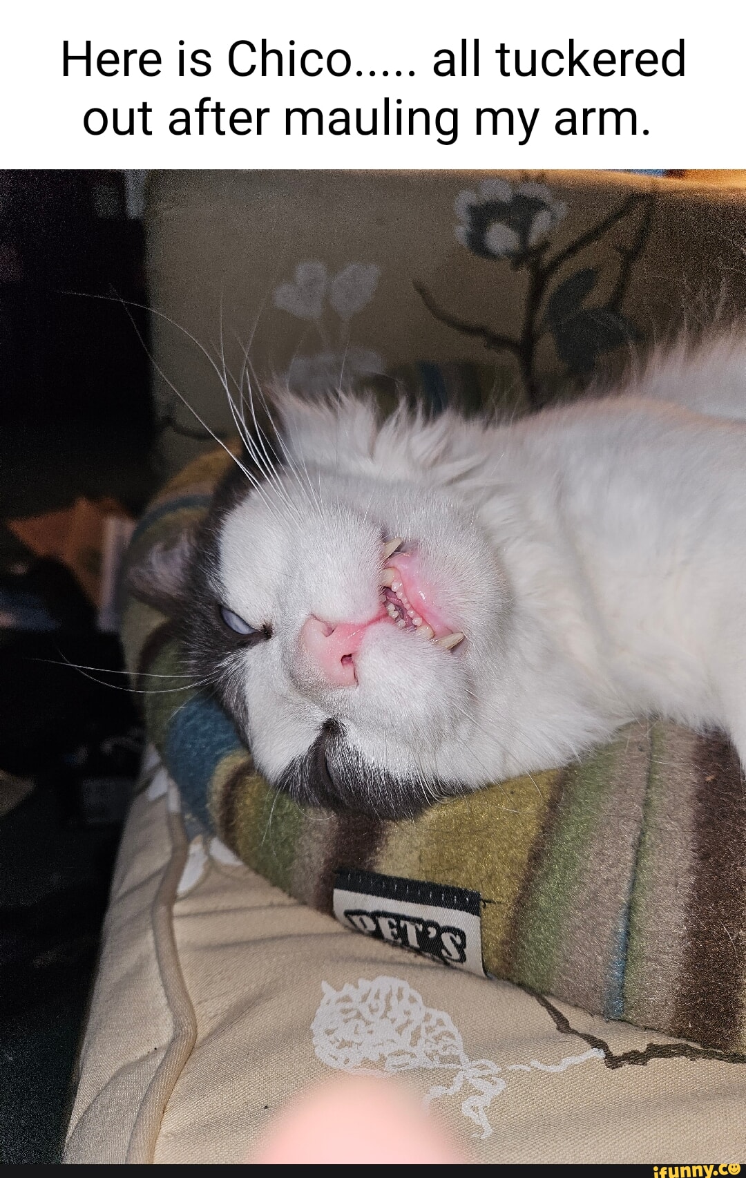 Chico memes. Best Collection of funny Chico pictures on iFunny