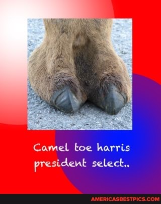 Camel toe harris president select.. - America’s best pics and videos