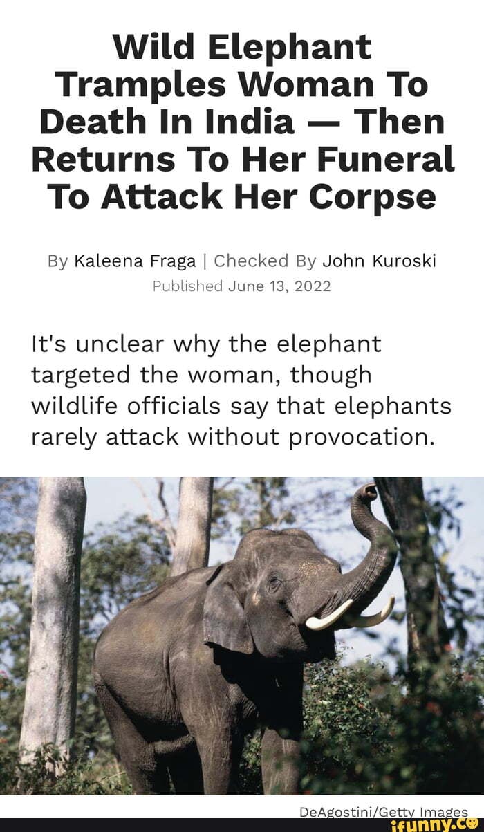 Wild Elephant Tramples Woman To Death In India - Then Returns To Her ...
