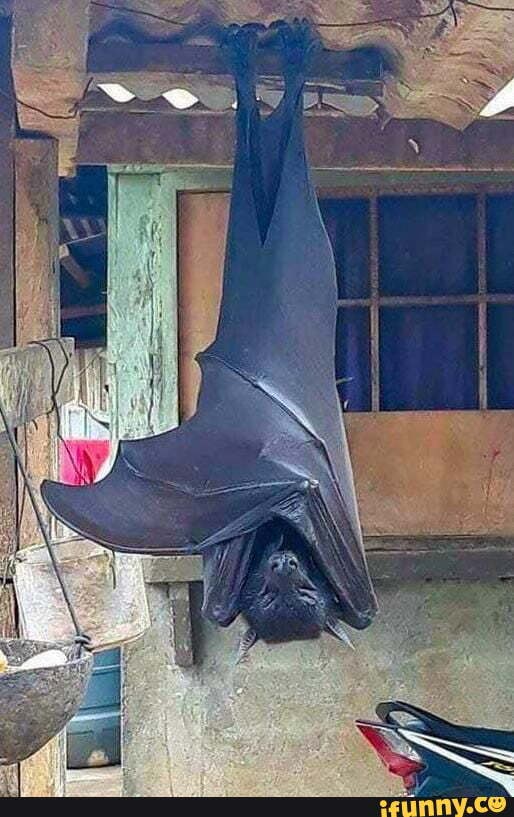 Large_flying_fox memes. Best Collection of funny Large_flying_fox ...