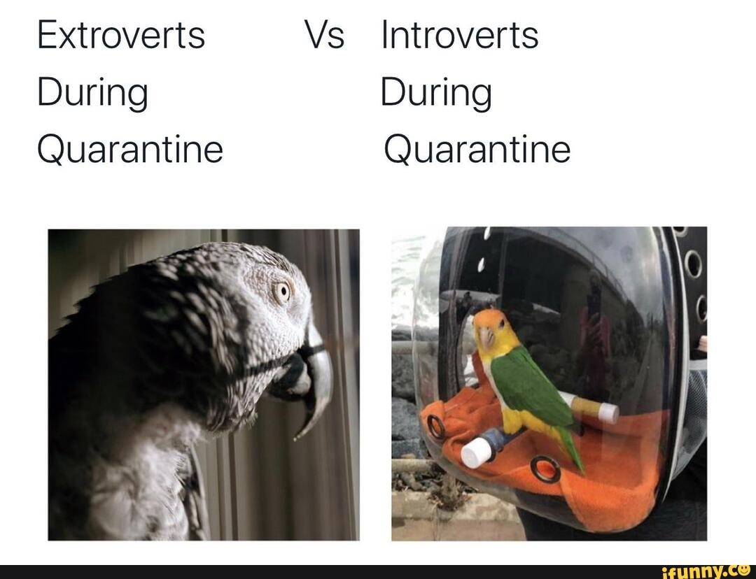 #meme #memes #funny #lol #lockdown #quarantine #drone #birds # ...