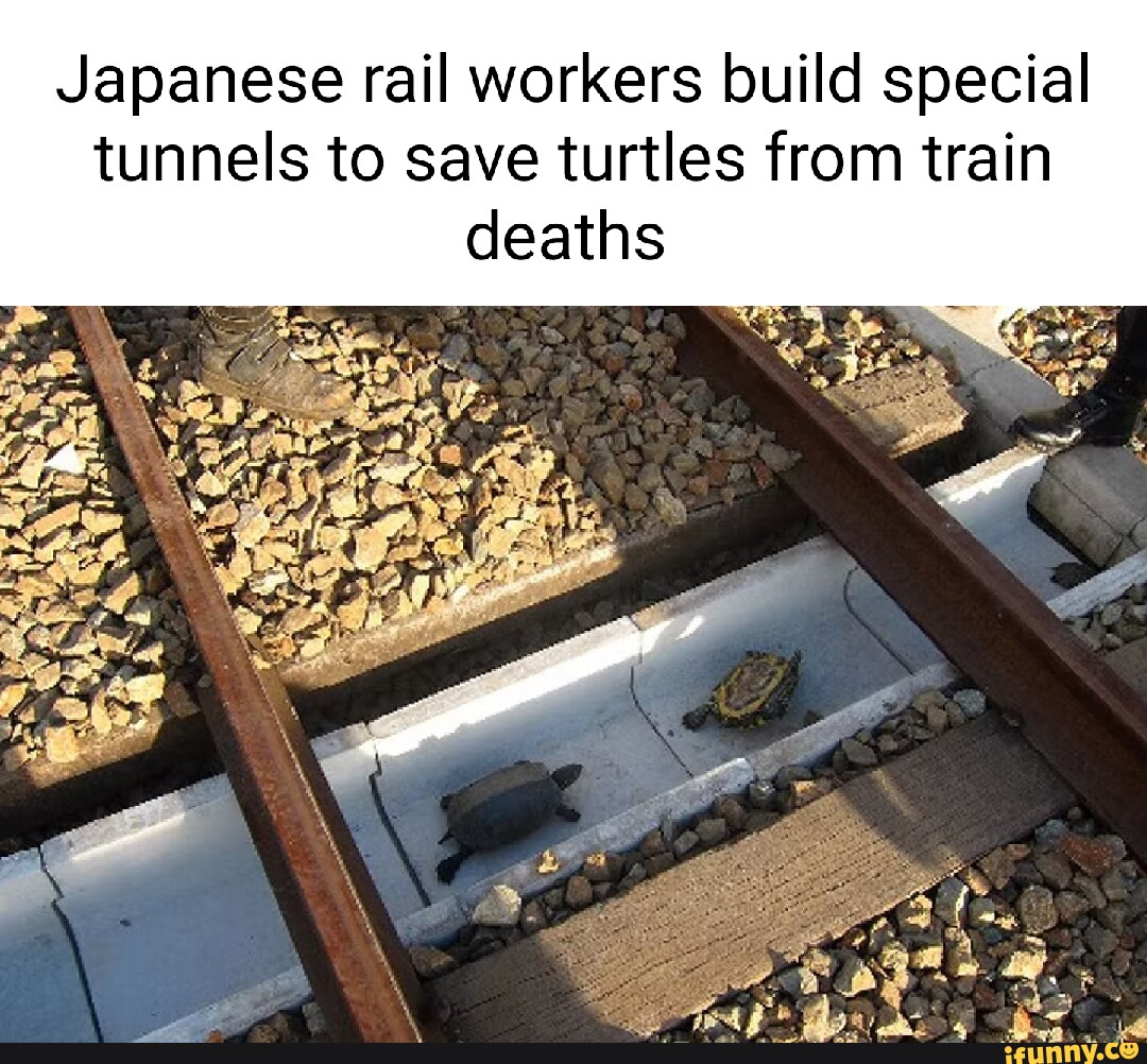 Japanese rail workers build special tunnels to save turtles from train ...