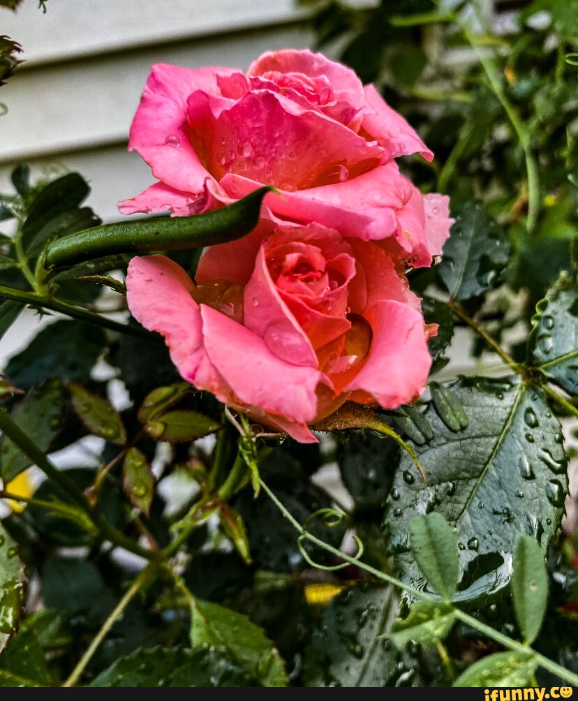 Roses memes. Best Collection of funny Roses pictures on iFunny