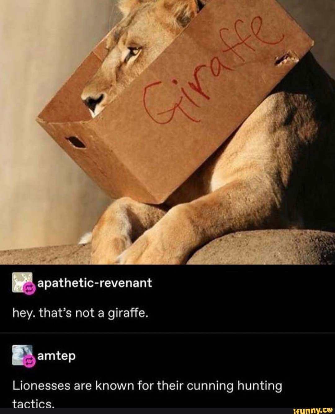 ES amtep Lionesses are Known for their cunning hunting - iFunny