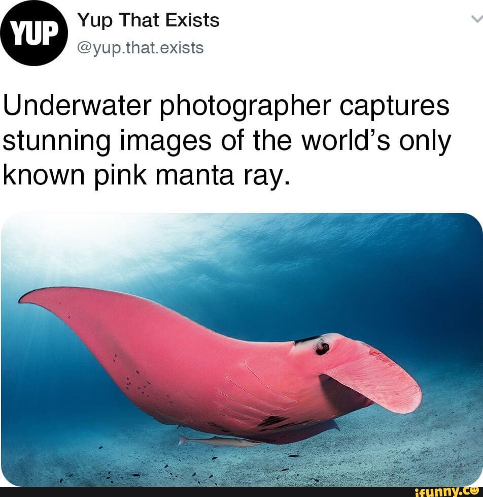 Yup That Exists Underwater photographer captures stunning images of the ...