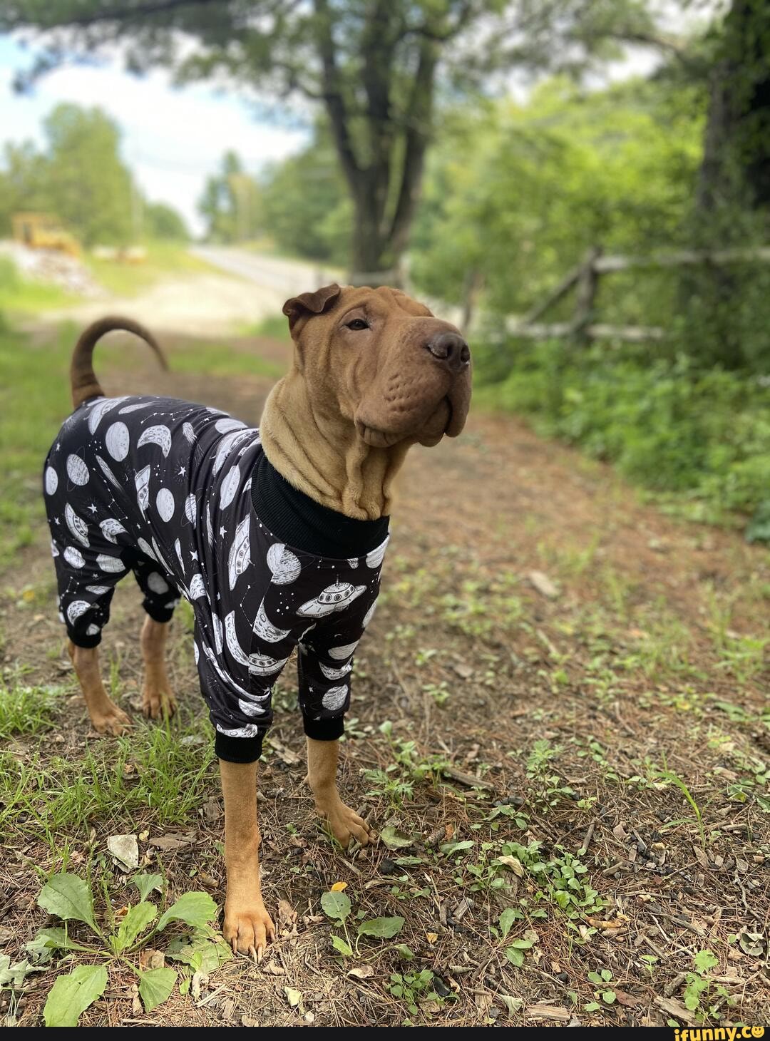 Roofus memes. Best Collection of funny Roofus pictures on iFunny