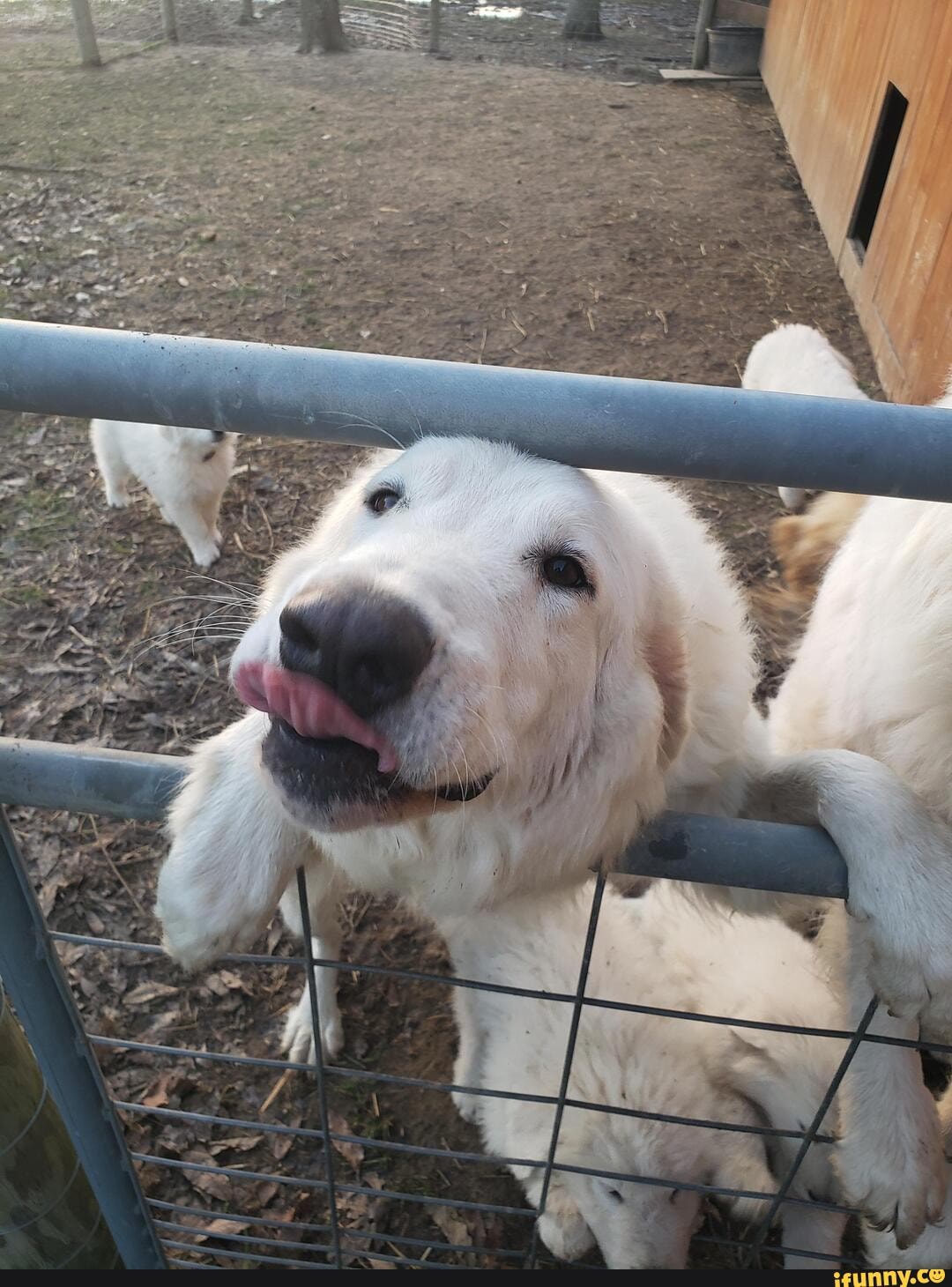 Livestock_guardian_dog memes. Best Collection of funny Livestock ...