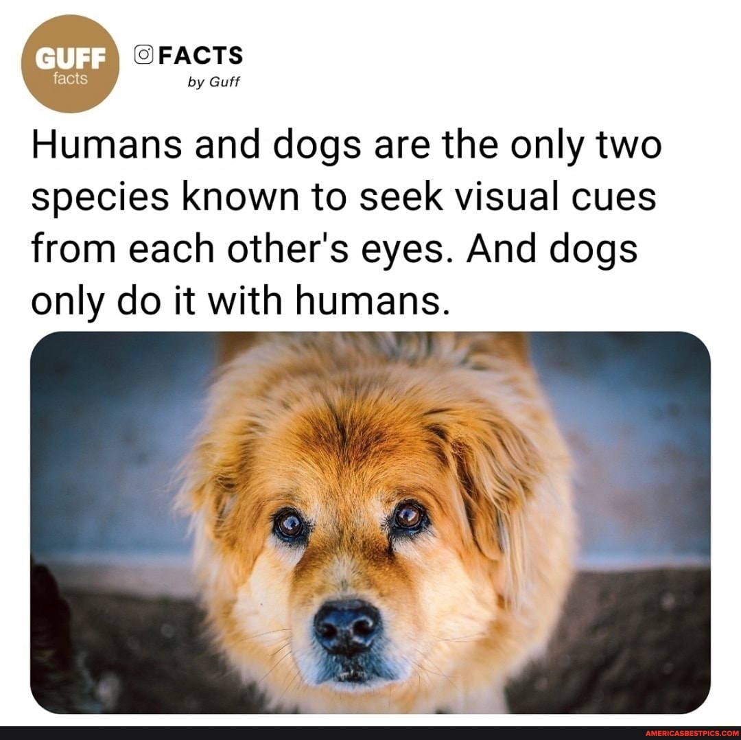 GUEF FACTS by Guff Humans and dogs are the only two species known to ...