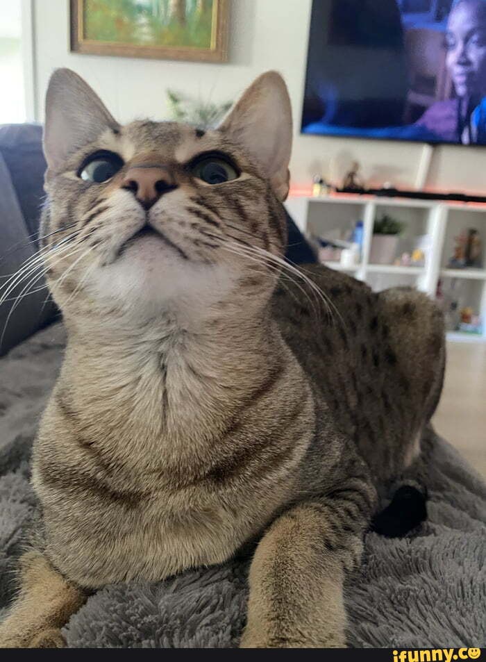 Tabby_cat memes. Best Collection of funny Tabby_cat pictures on iFunny