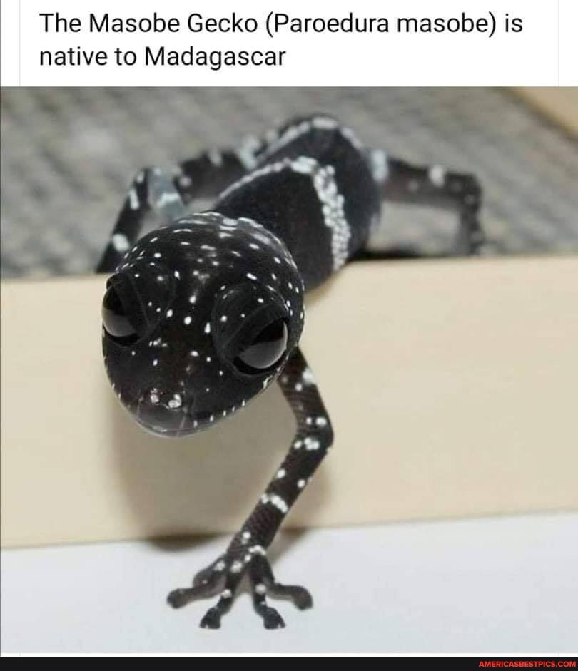 The Masobe Gecko (Paroedura masobe) is native to Madagascar - America’s ...