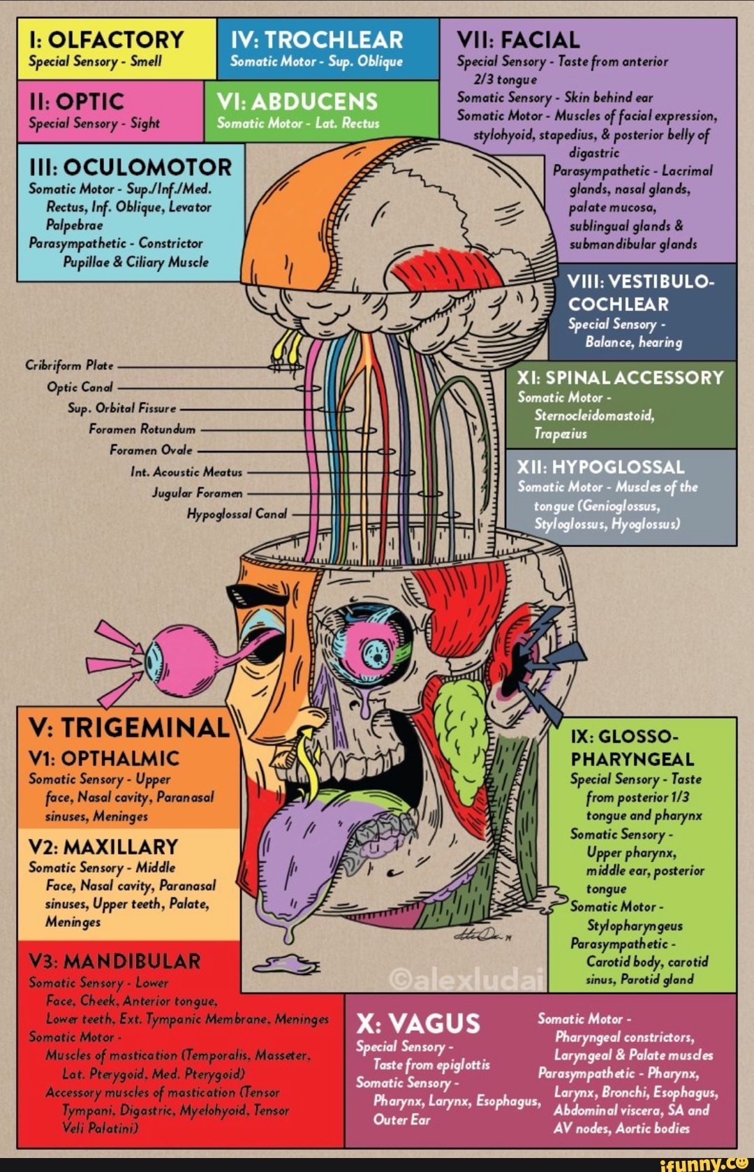 IV: TROCHLEAR Somatic Motor Sup. Oblique Vi: ABDUCENS Somatic Motor ...