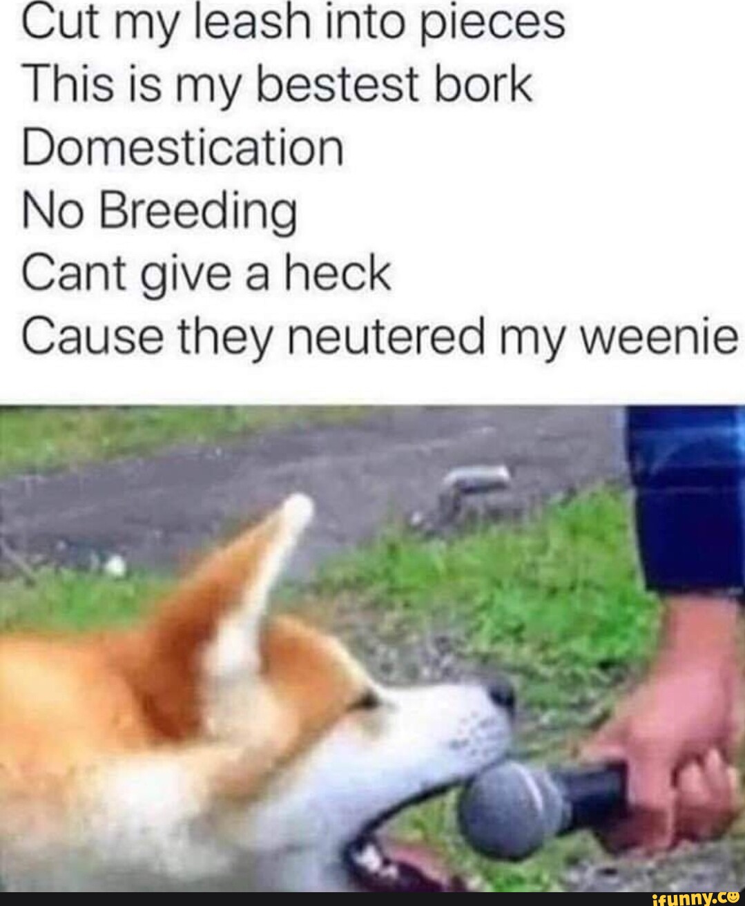 Bork memes. Best Collection of funny Bork pictures on iFunny