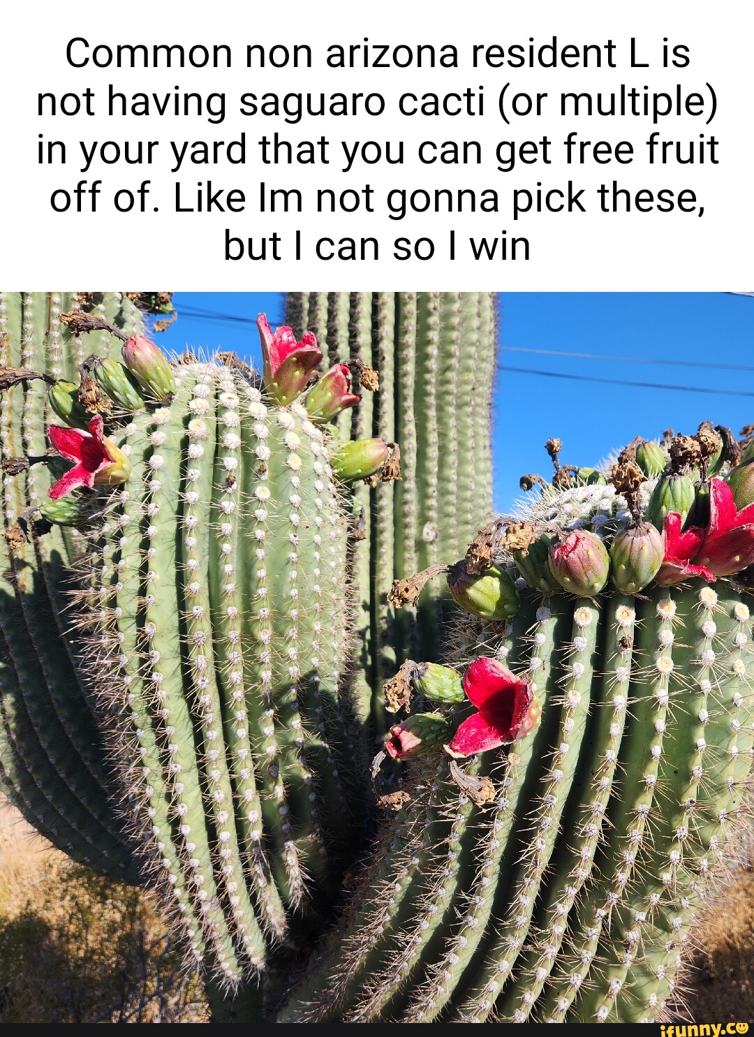 Cacti memes. Best Collection of funny Cacti pictures on iFunny