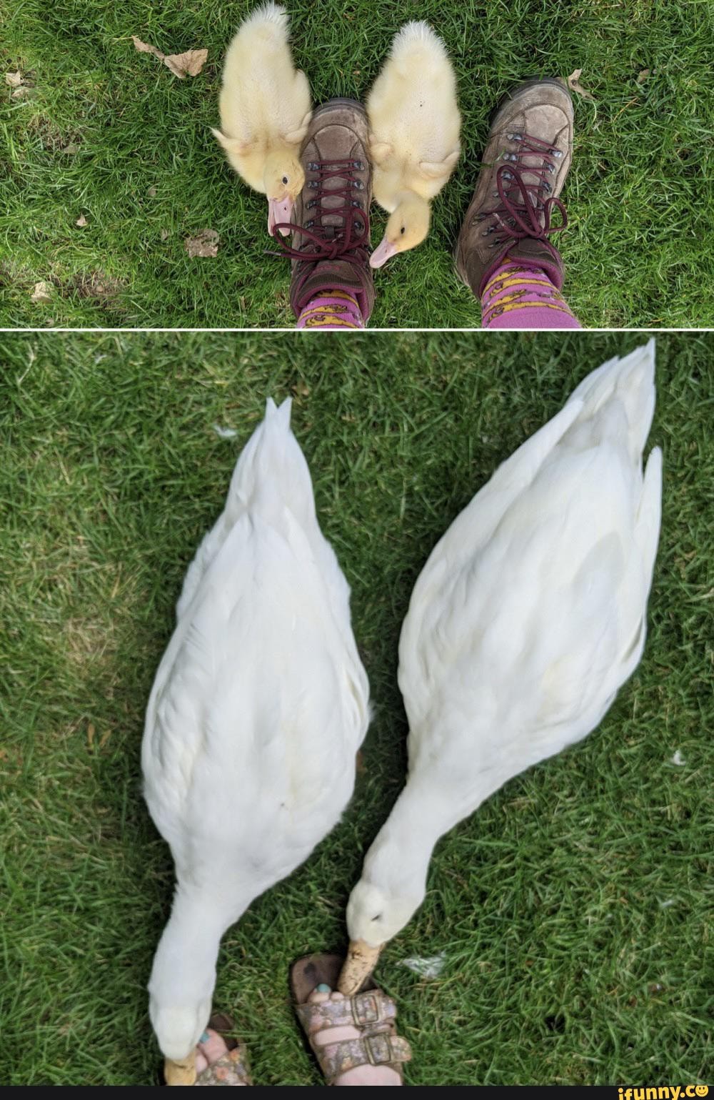 Quackson memes. Best Collection of funny Quackson pictures on iFunny