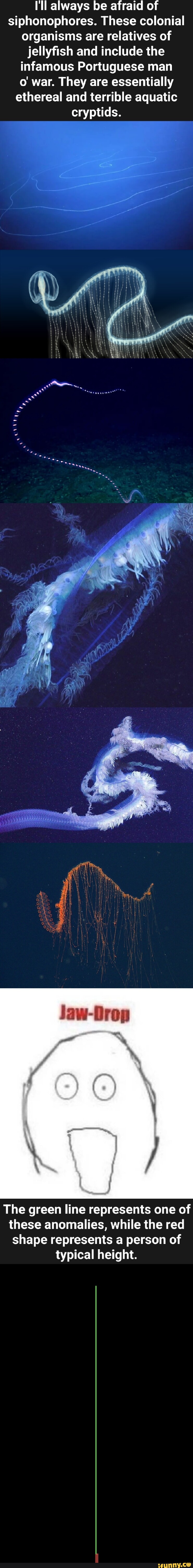 Cryptids memes. Best Collection of funny Cryptids pictures on iFunny