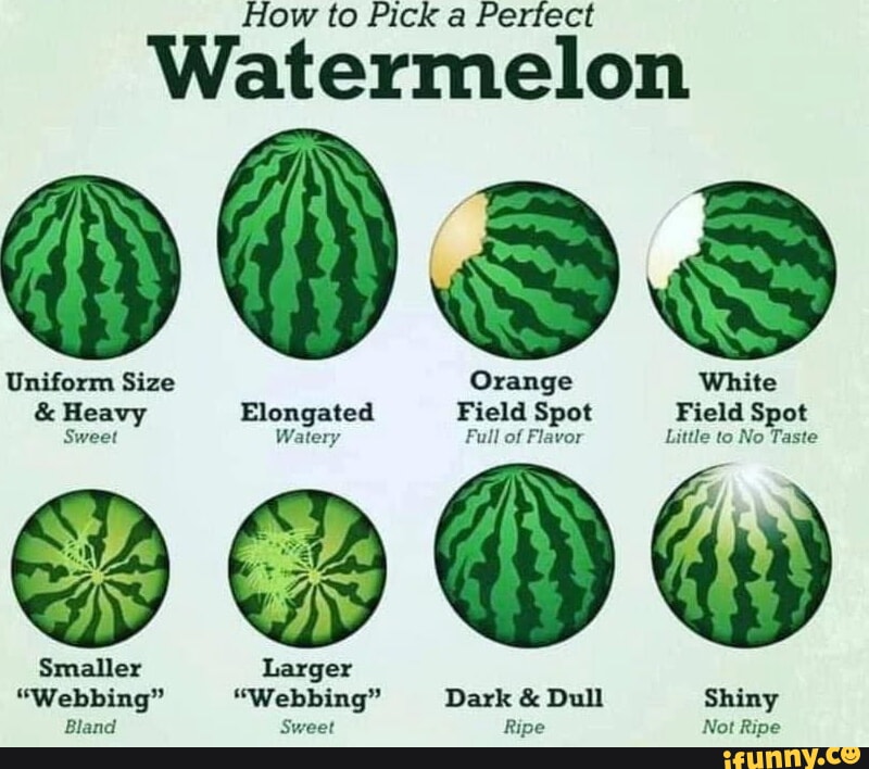 How to Pick a Pertect Watermelon Uniform Size Orange White & Heavy ...