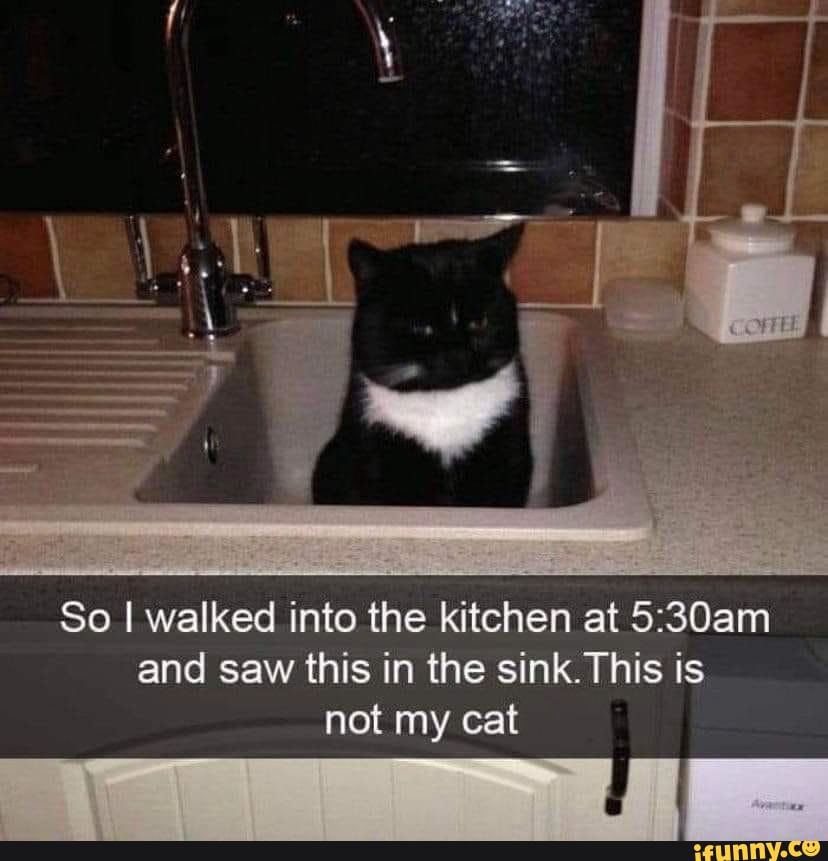 Cat memes. Best Collection of funny Cat pictures on iFunny