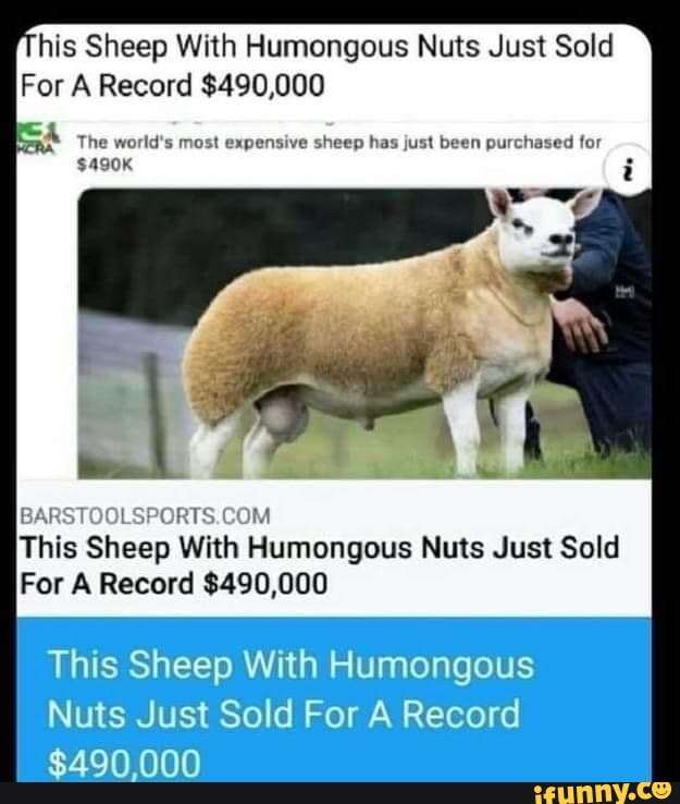 His Sheep With Humongous Nuts Just Sold For A Record $490,000 A The ...