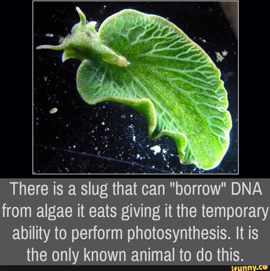 Algae memes. Best Collection of funny Algae pictures on iFunny