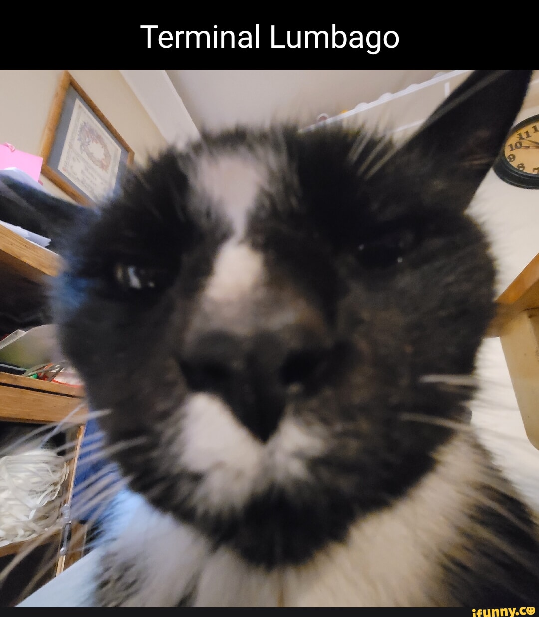 Lumbago memes. Best Collection of funny Lumbago pictures on iFunny