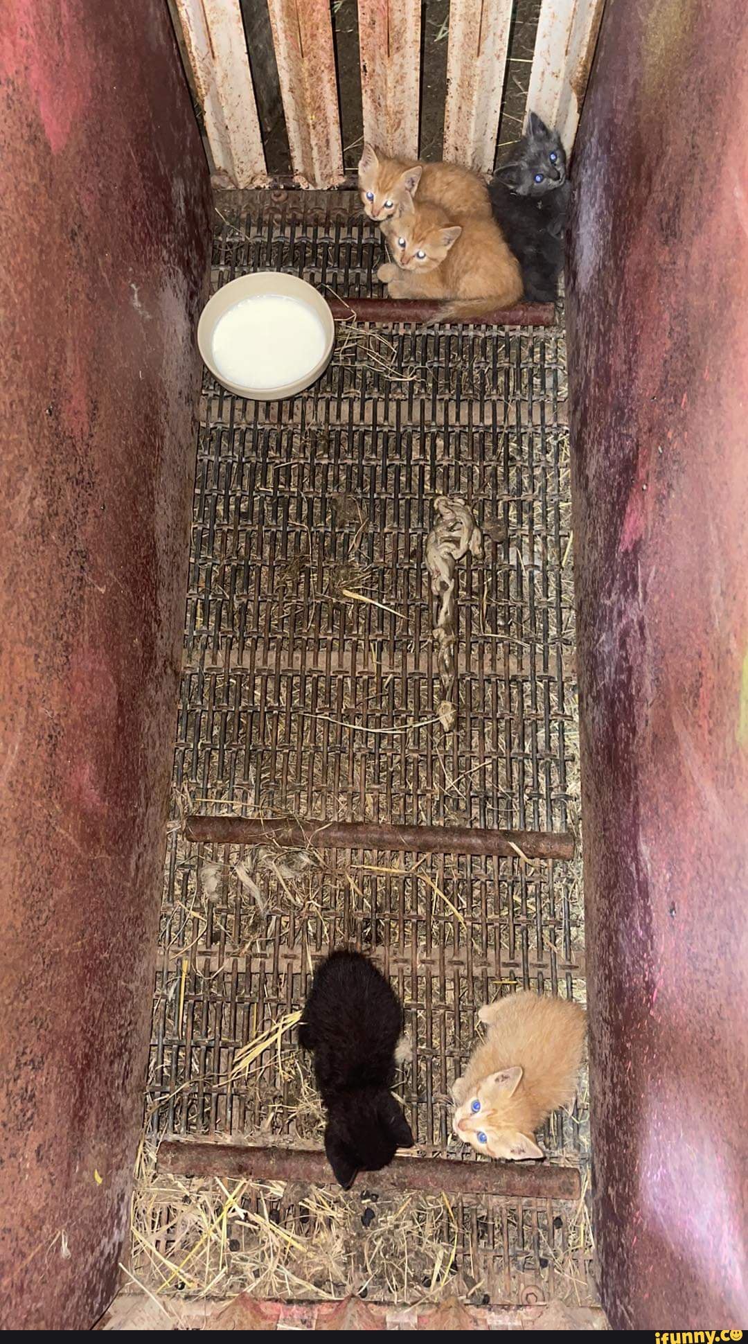 Elgin memes. Best Collection of funny Elgin pictures on iFunny