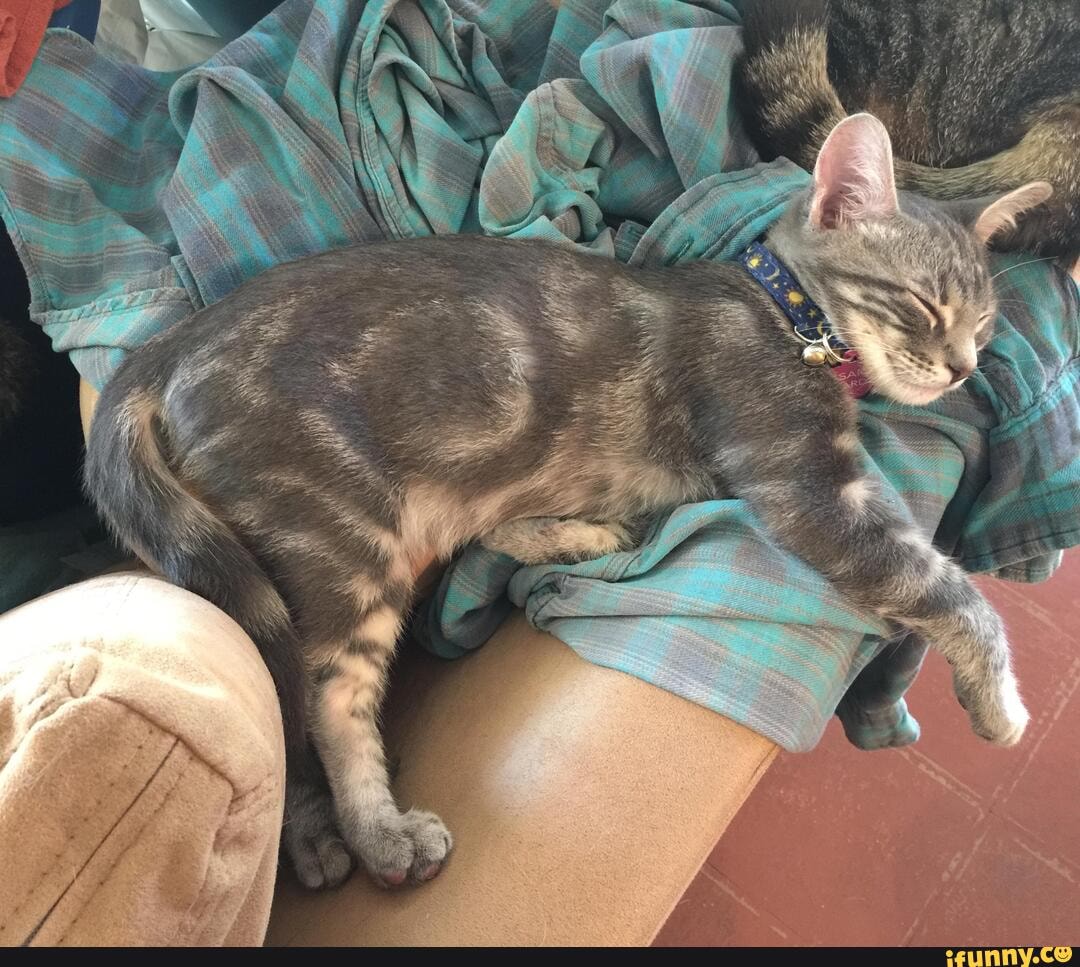 Flannel memes. Best Collection of funny Flannel pictures on iFunny