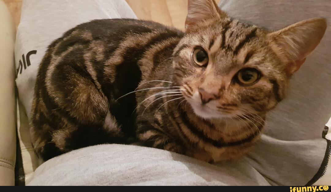 Poosi memes. Best Collection of funny Poosi pictures on iFunny