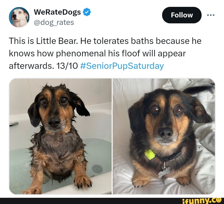 Floof memes. Best Collection of funny Floof pictures on iFunny