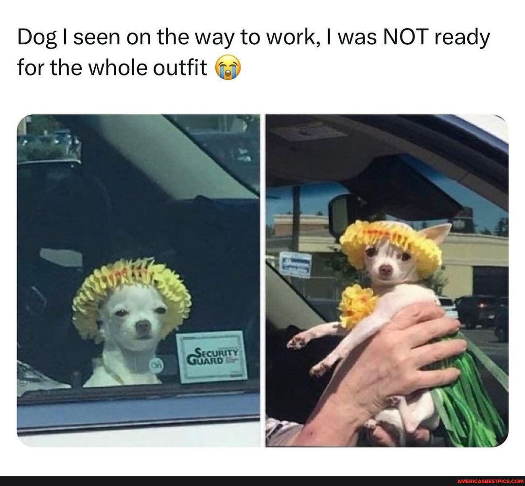 Hes rocking that hat memes explore wholesome photography - Dog I seen ...