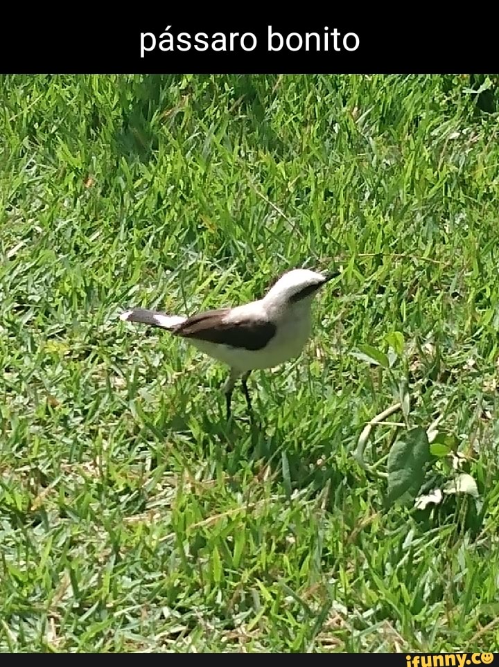 Pássaro bonito - iFunny