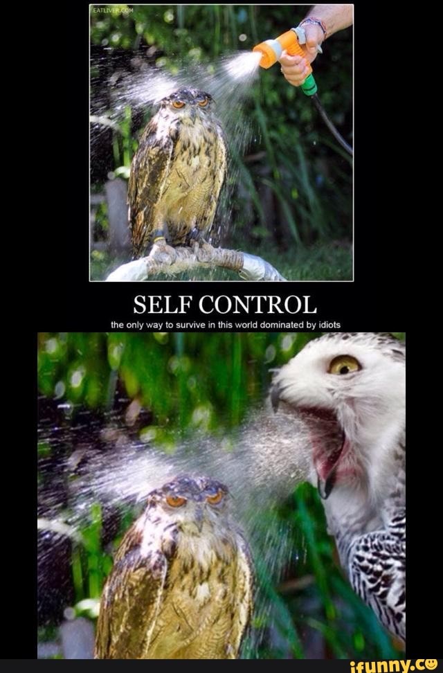 Self Control Owl Meme