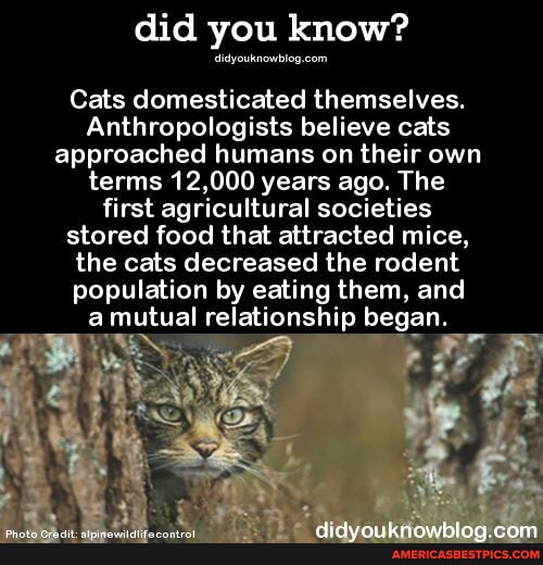 Did you know? Cats domesticated themselves. Anthropologists believe ...