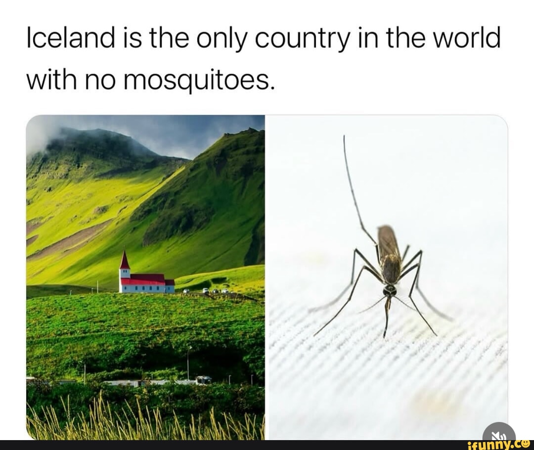 Iceland is the only country in the world with no mosquitoes. - iFunny