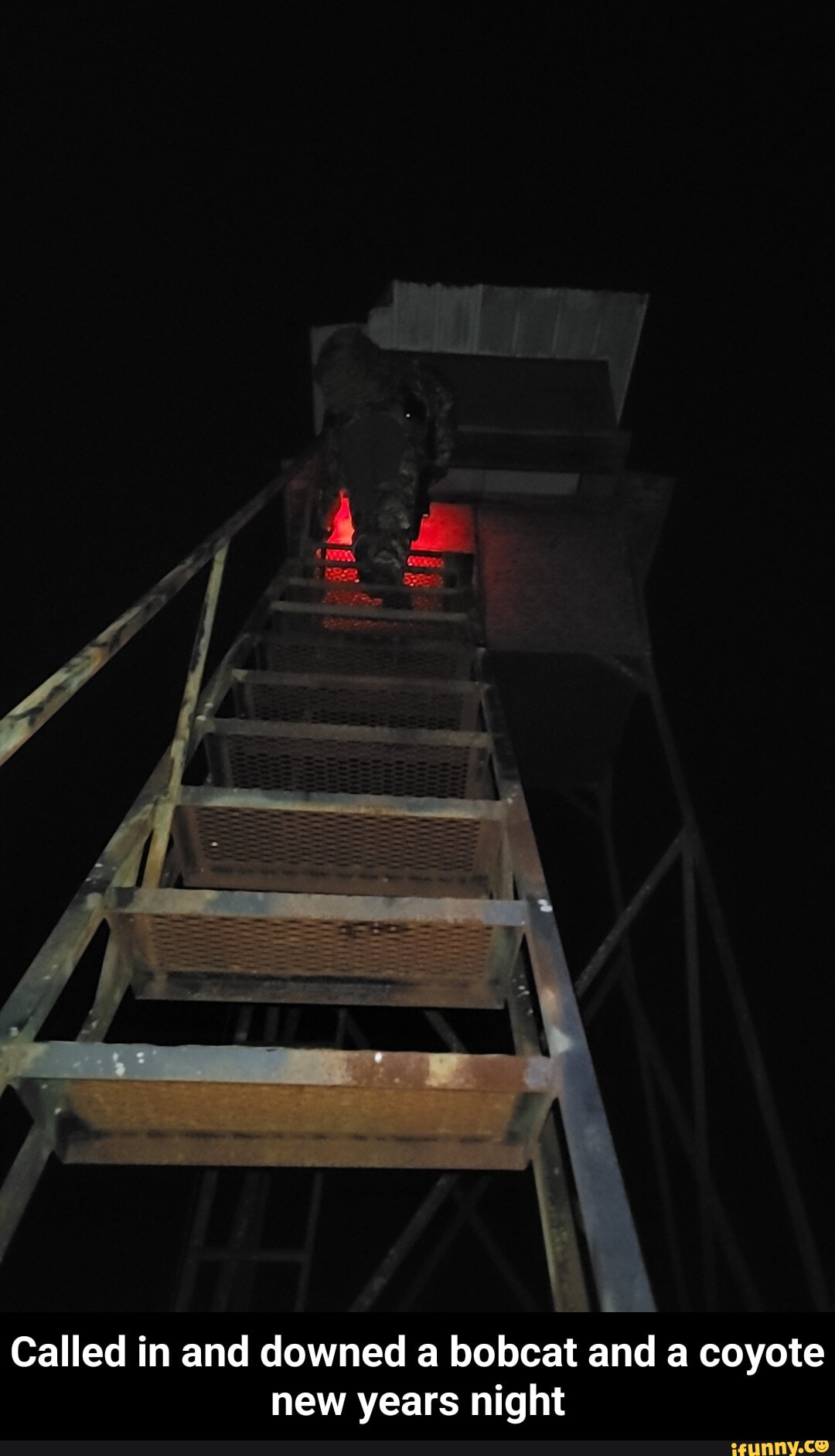 Bobcat memes. Best Collection of funny Bobcat pictures on iFunny