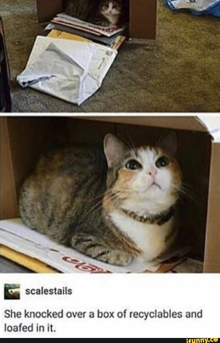 . SS scalestails She knocked over a box of recyclables and loafed in it ...