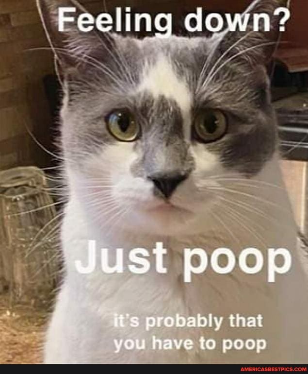 Feeling down? Just poop probably thai you have to poop - America’s best ...