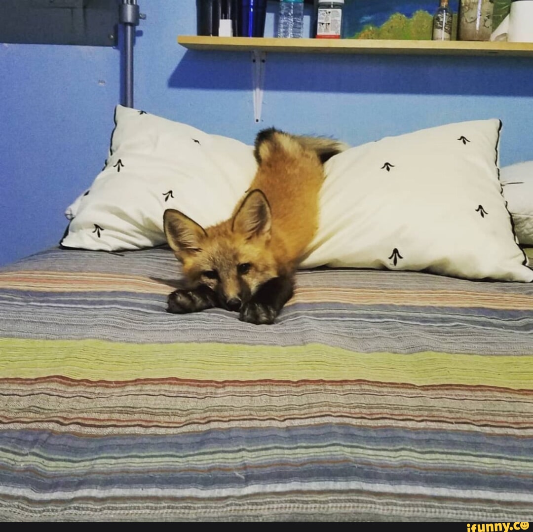 Picture memes XB7daqG4B by Foxxo - iFunny