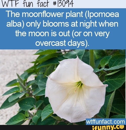 Moonflower memes. Best Collection of funny Moonflower pictures on iFunny