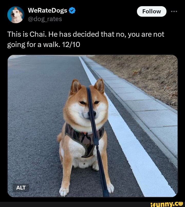 The Cat Behind the Famous Longcat Meme Had Died at 18 - iFunny