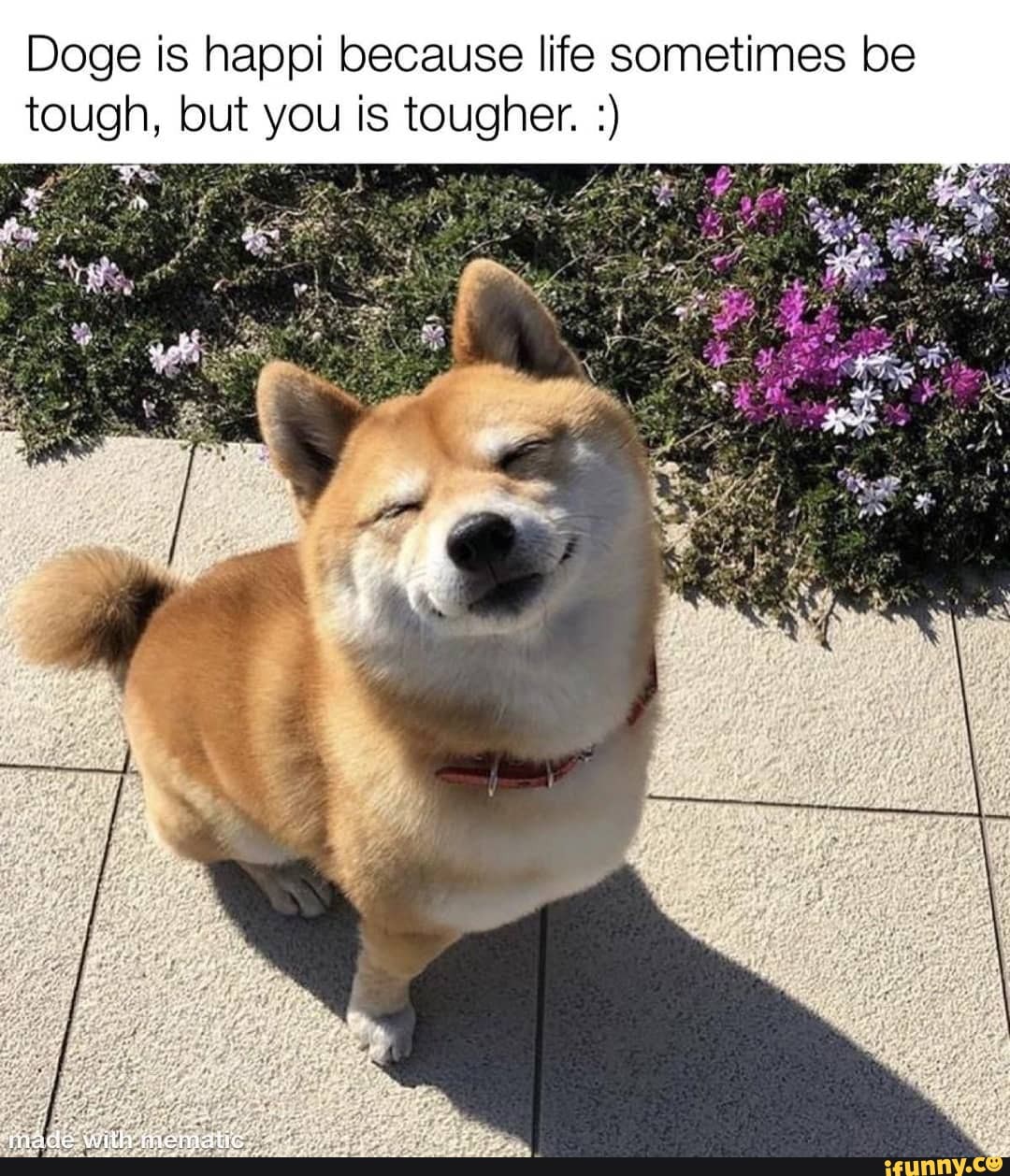 Wow Doge Quotes