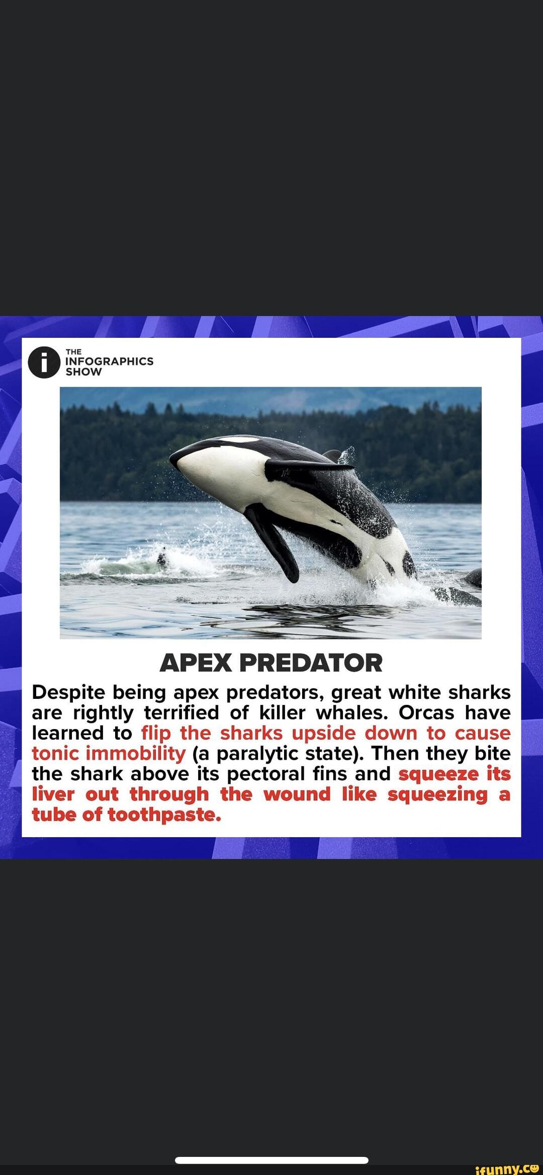 THE INFOGRAPHICS SHOW APEX PREDATOR Despite being apex predators, great ...